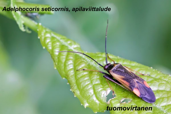 tuomovirtanen: Suomen luteet-Heteroptera-Bugs of Finland