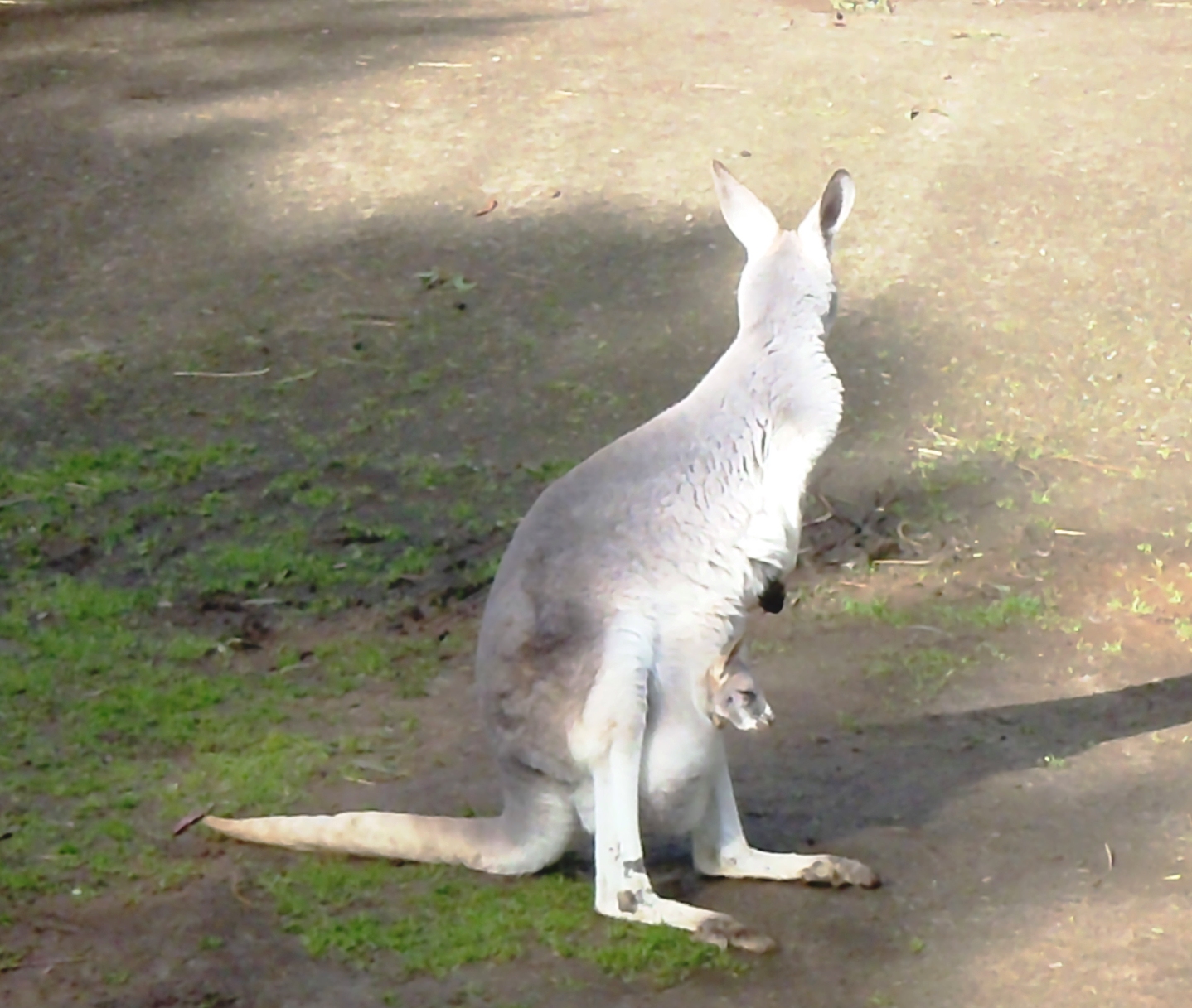 Rejoicing in the Adventure: Compelling Kangaroo information