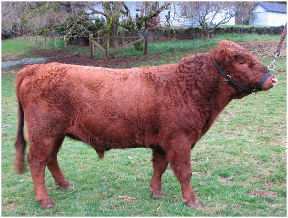 Generalidades de la Ganadería Bovina.: Red Poll