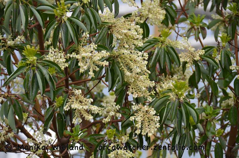Orca Watcher: Finch Feeding Frenzy