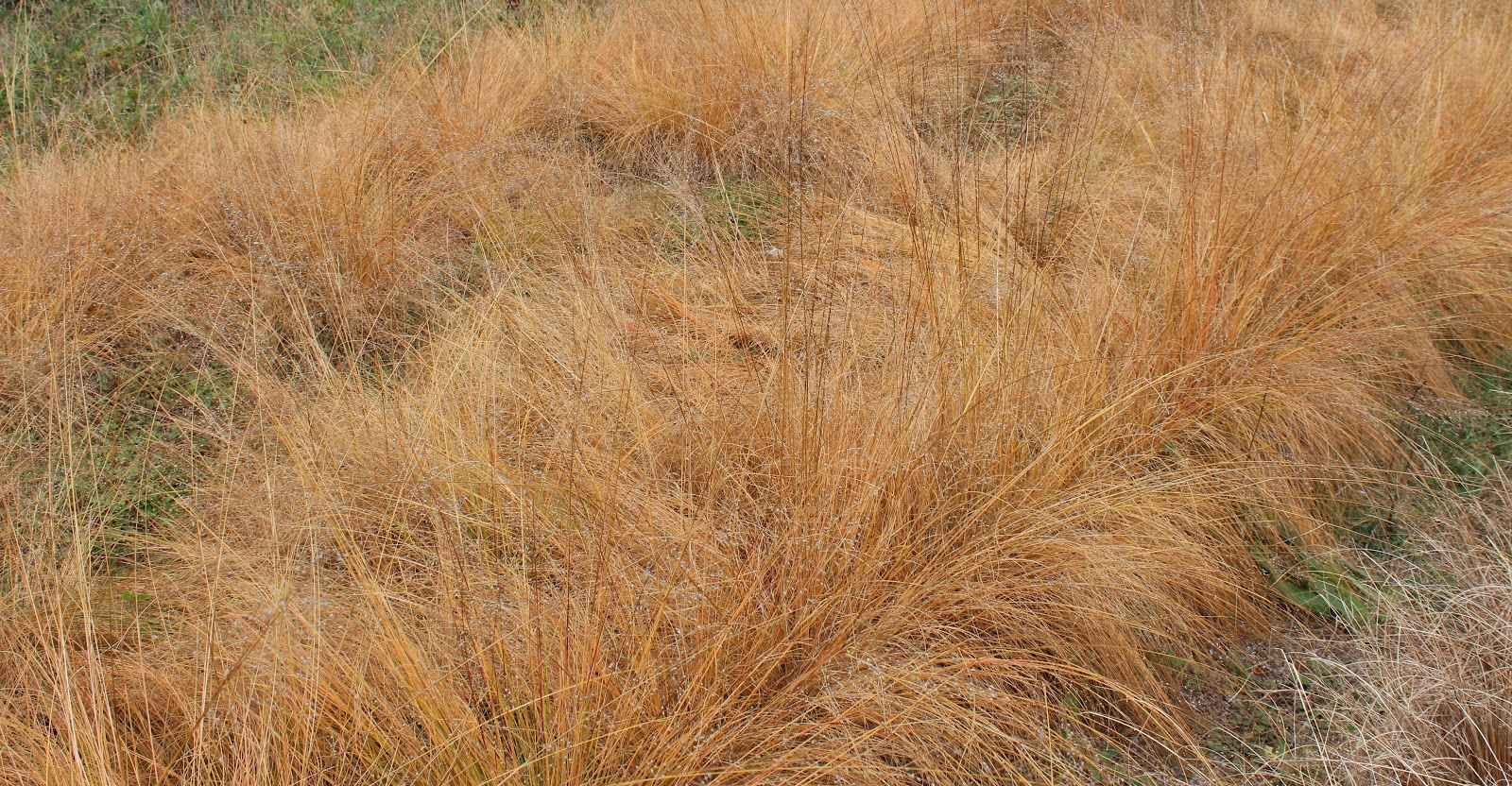 Lovegrass Farm: Fall Colors of Grasses at Lovegrass Farm