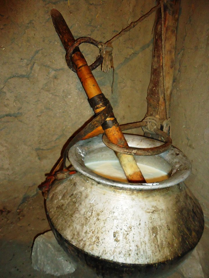 Yak: The Cryophilic Species Of Baltistan: Traditional method of Yak ...