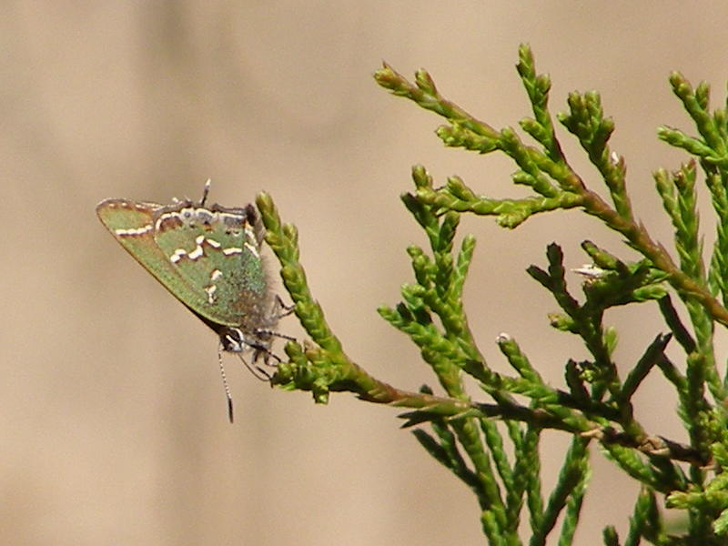 Blue Jay Barrens: Butterflies - Early April