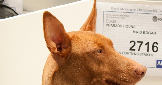 Rottweiler's Kingdom: The 9 Most Expensive Purebred Dogs Ever