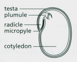 #109 Formation of seed, conditions affecting germination | Biology ...
