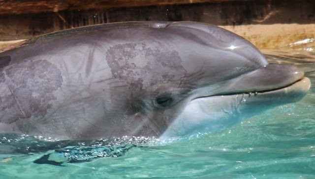 Captive Cetaceans Tragically Sad: Awesome Ocean accuse Ric O Barry of ...