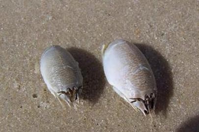 Todos Somos Cocineros: Tatucitos - un raro manjar regalo del mar