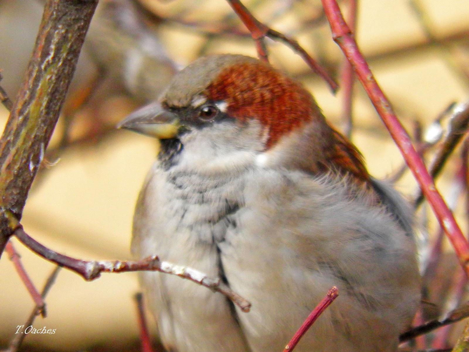 PASARI DIN ROMANIA: VRABIA DE CASA, Passer domesticus