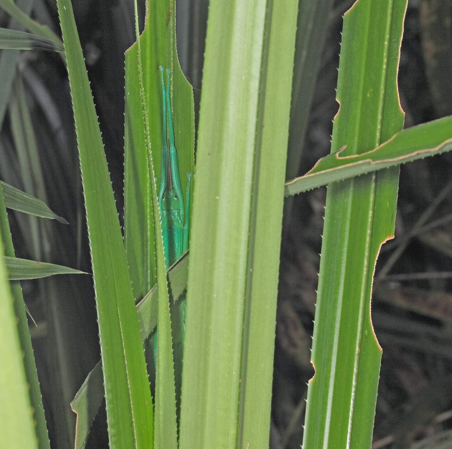 BunyipCo: The Peppermint Stick-insect