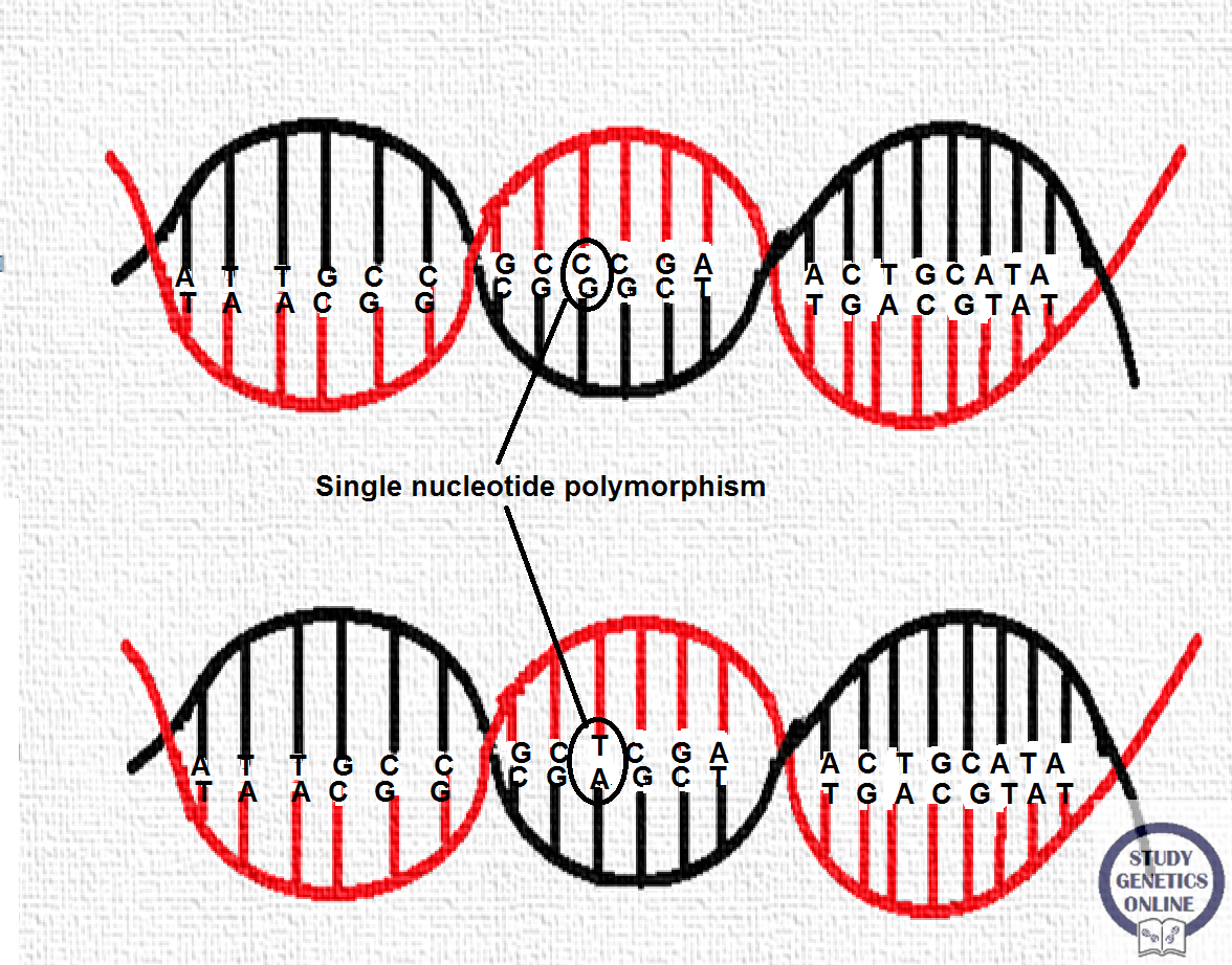 Study Genetics Online: SNP analysis