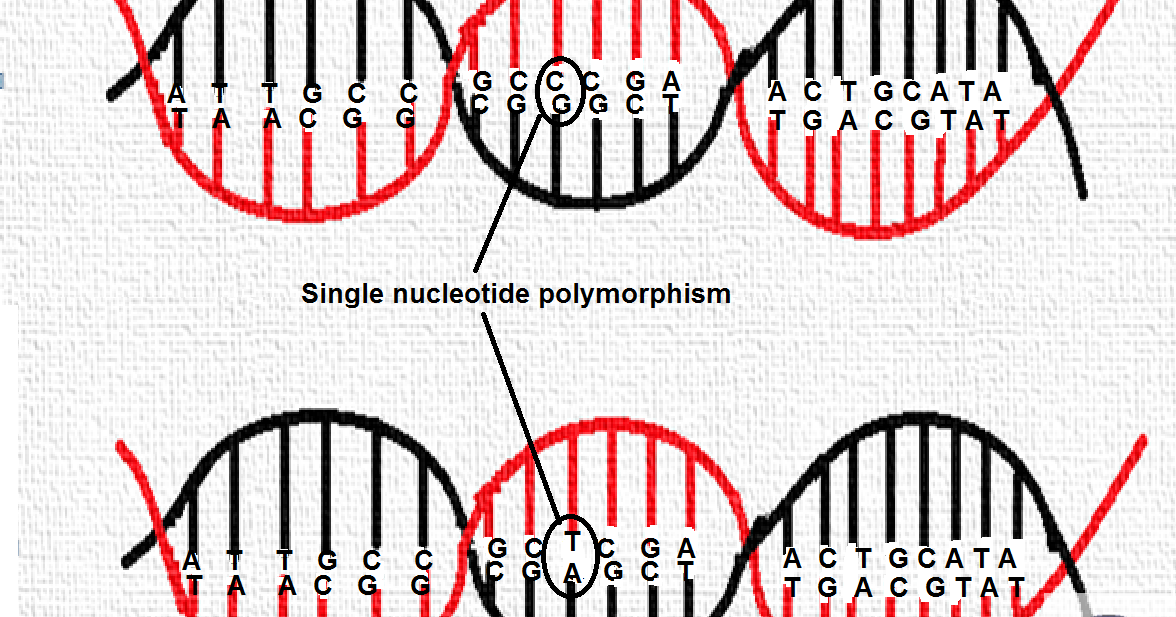 Study Genetics Online: SNP analysis