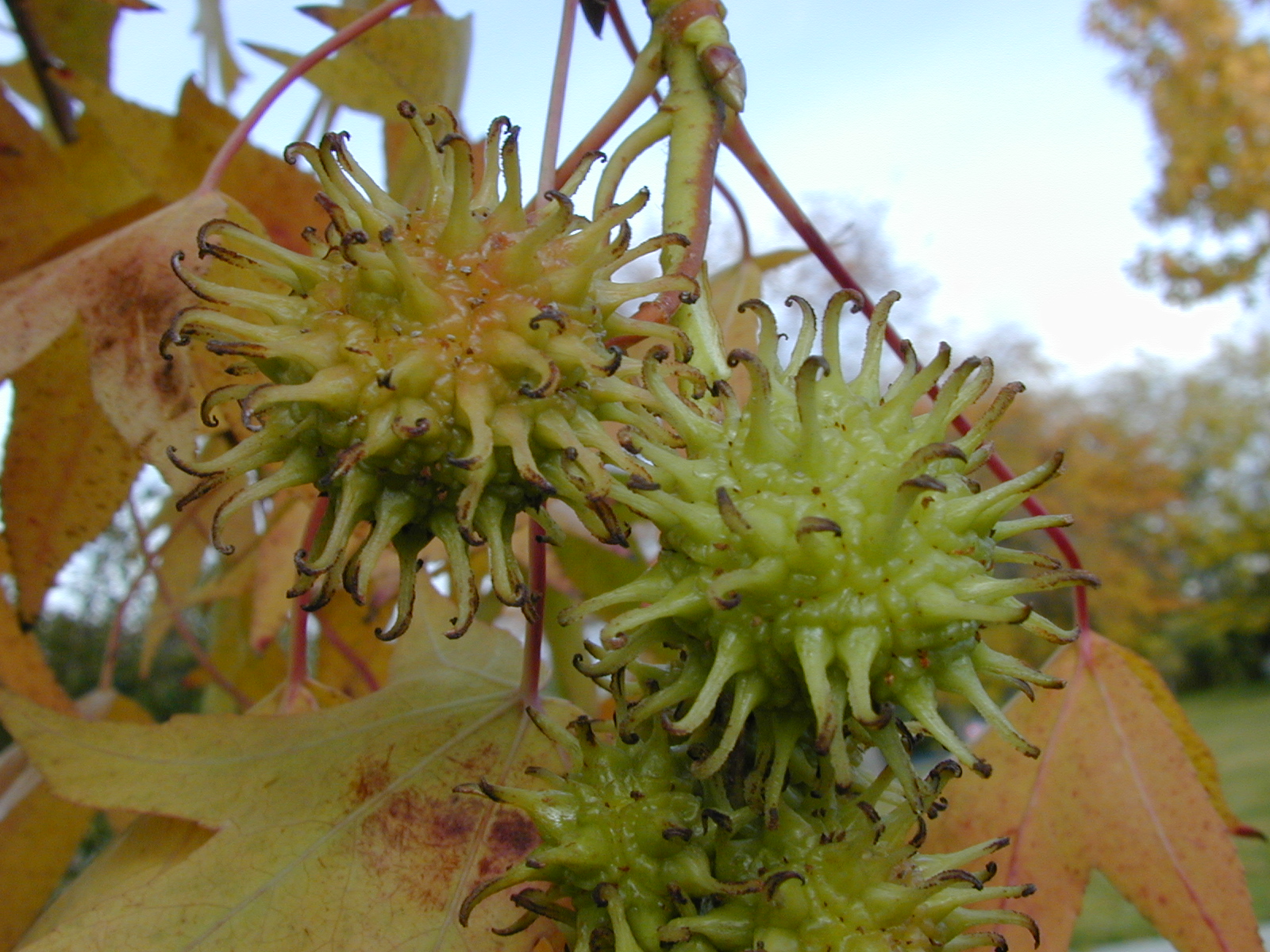 Trees of Santa Cruz County: Liquidambar styraciflua - American Sweetgum