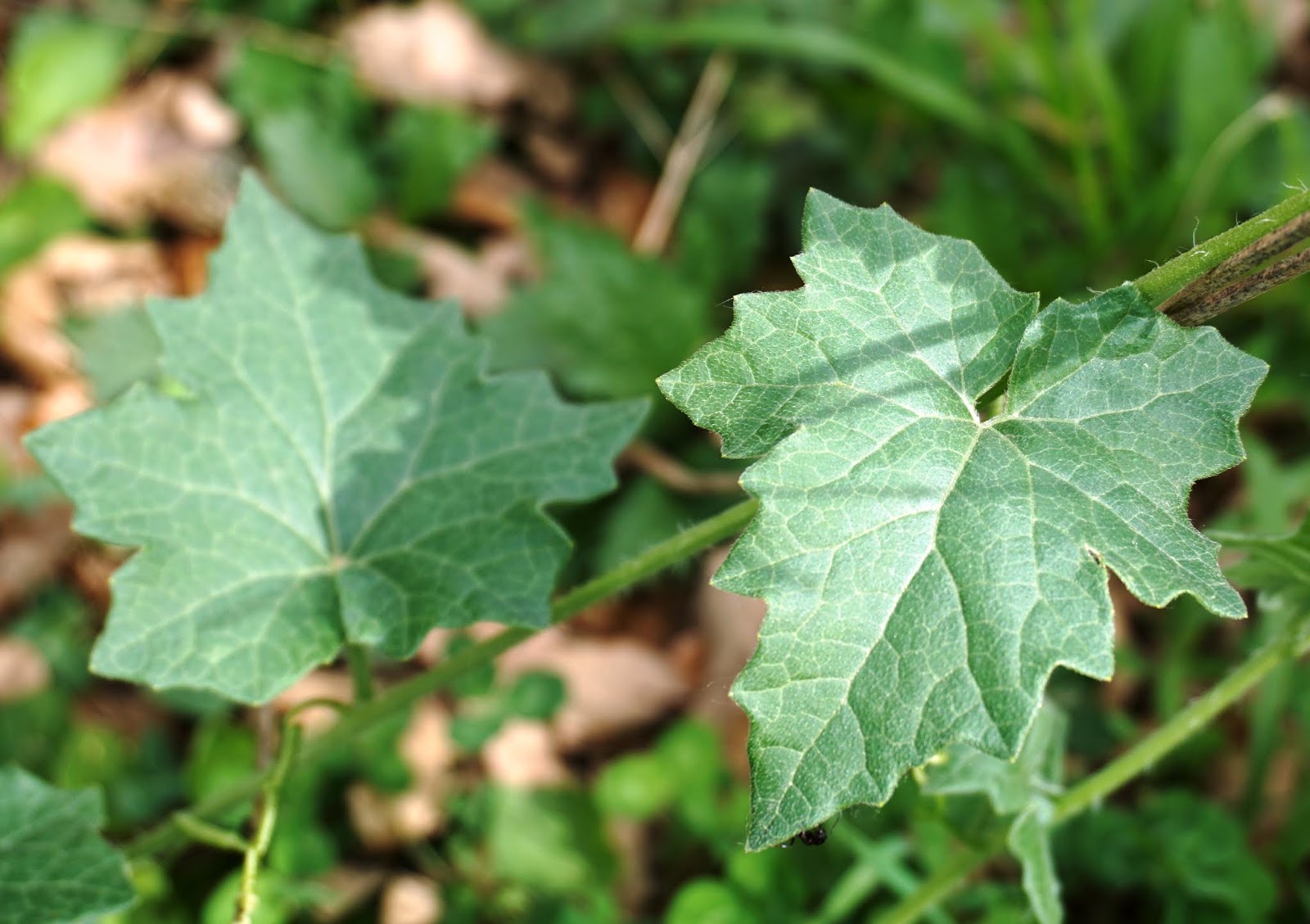Plantas de Huerta Otea, Salamanca: Nueza, nabo del diablo (Bryonia dioica)