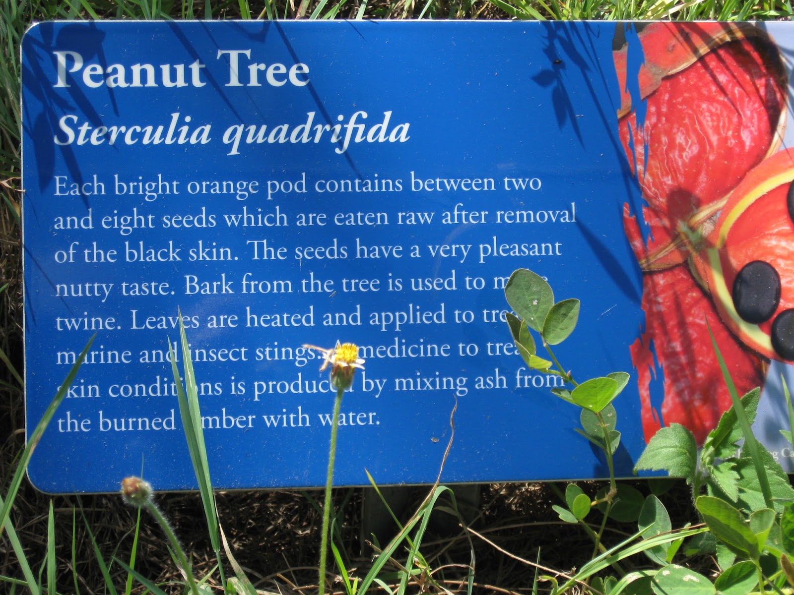 Free as A Bird: Wulgurukaba Plant Trail