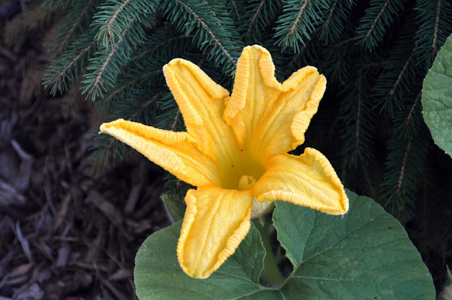 Treasured Traditions: #Project365: Pumpkin Flower