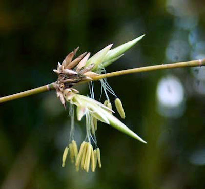 Hoa tre - Loài hoa trăm năm | Các loài HOA đẹp