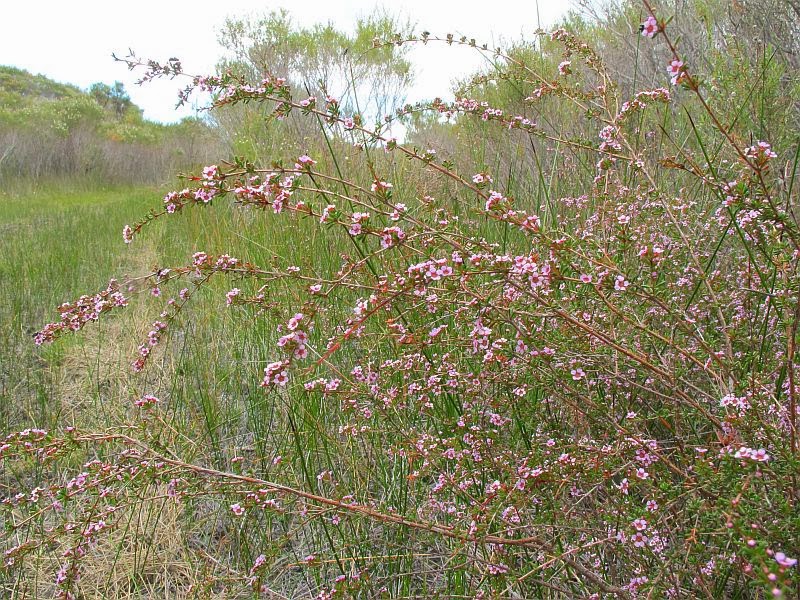 Esperance Wildflowers: Astartea astarteoides – False Baeckea