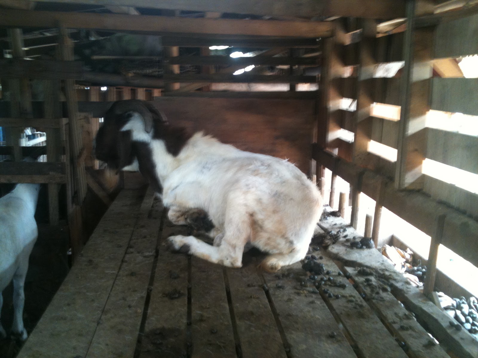 Goodie and Cheapie: Kambing / Goat For Sale Native, Boer and Anglo ...