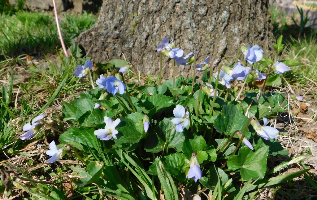 The Opulent Opossum: Violets Variation