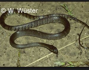 sikkahoder: MENGENAL JENIS ULAR DI INDONESIA