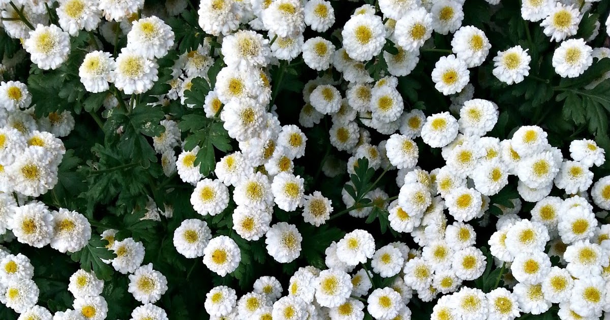 Day One Photography: Tiny Mums