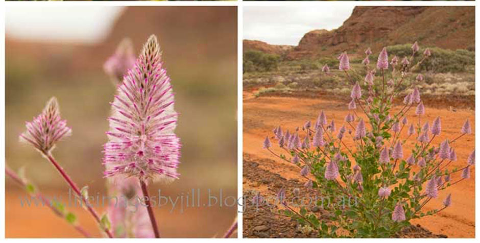 Life Images by Jill: For love of the Mulla Mulla - Western Australian ...