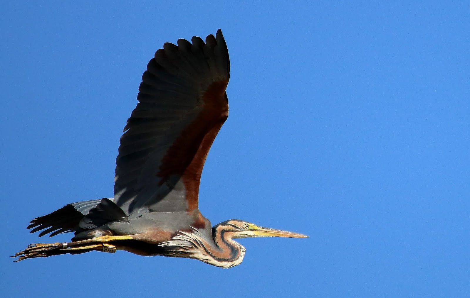 Viajes de pajareo, Spain birding trips: Birding Madrid. Parque Regional ...