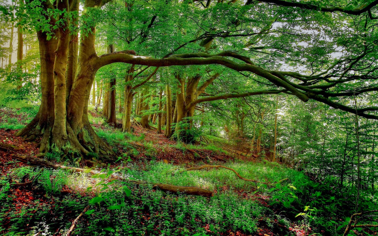 Ide 34+ Background Hutan