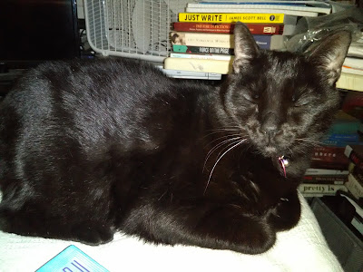 True Book Addict...Books, Cats, and More: November 2018