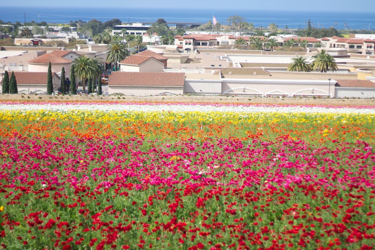 San Diego Sundays: Carlsbad Flower Fields and Premium Outlets - Lil ...
