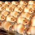 Meanwhile in Japan...Hamster Bread! | Get Inspired