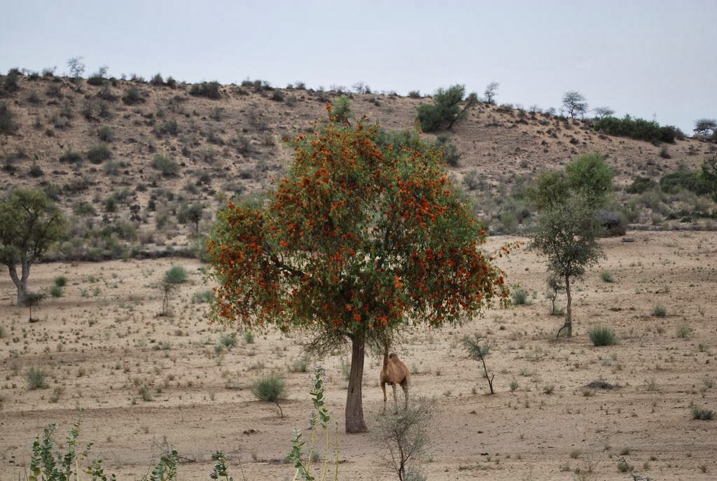 Tharparkar, Thar Desert-Sindh, Pakistan - Exploring Spectacular Pakistan