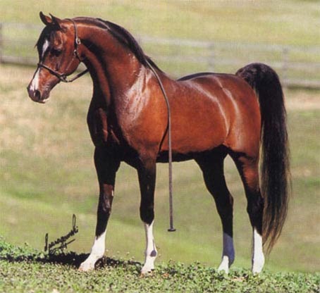 The Semi Feral Equestrian: Arabian Archives: Khemosabi