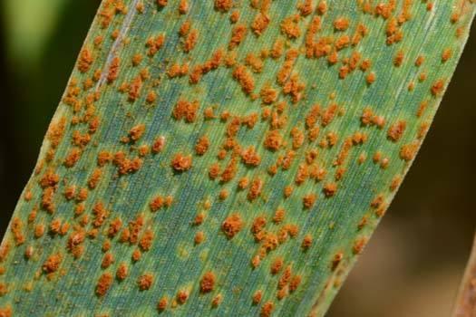 Mυκητολογικές ασθένειες και εντομολογικοί εχθροί στα χειμερινά σιτηρά