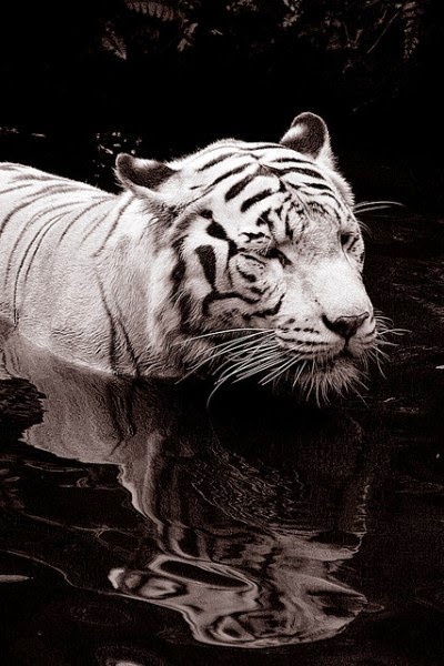 30 Hasil Foto Macan Yang Imut dan Gambar Harimau Putih Muka Ganas PNG ...