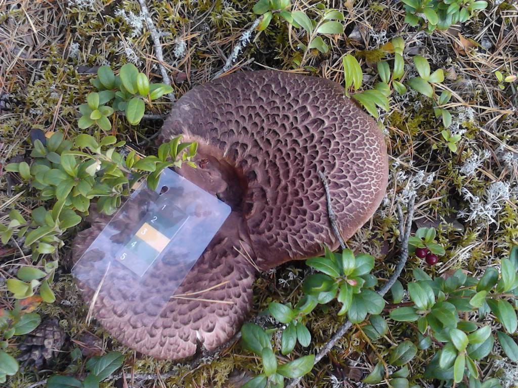 Färghäxan: Lunsen levererar!