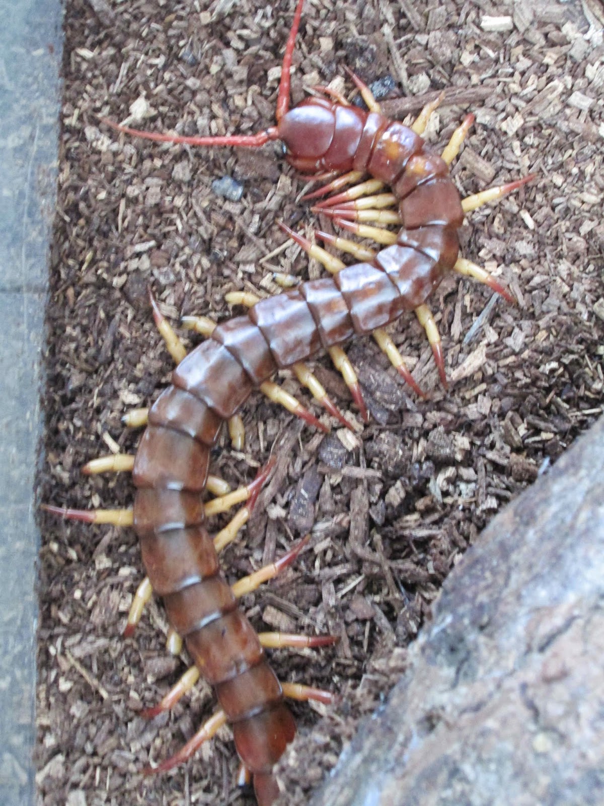 Trev in Indo: Thailand and Laos