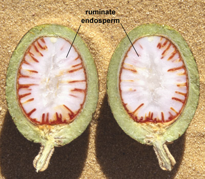 SEED development - Endosperm
