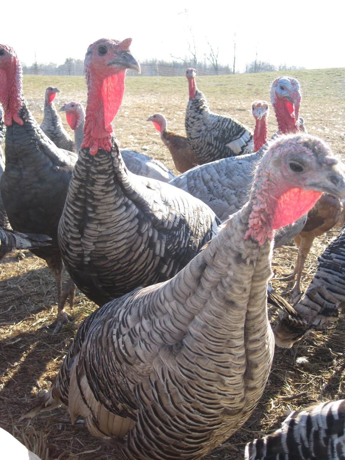 Elmwood Stock Report: It's Time to Talk Turkey!
