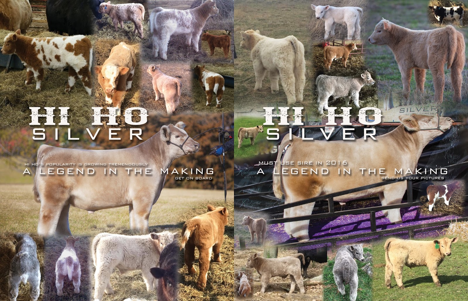 RCC Blog: HI HO SILVER A LEGEND IN THE MAKING AND MUST USE SIRE IN 2016