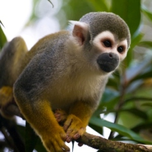 LA SELVA: MONO BARIZO