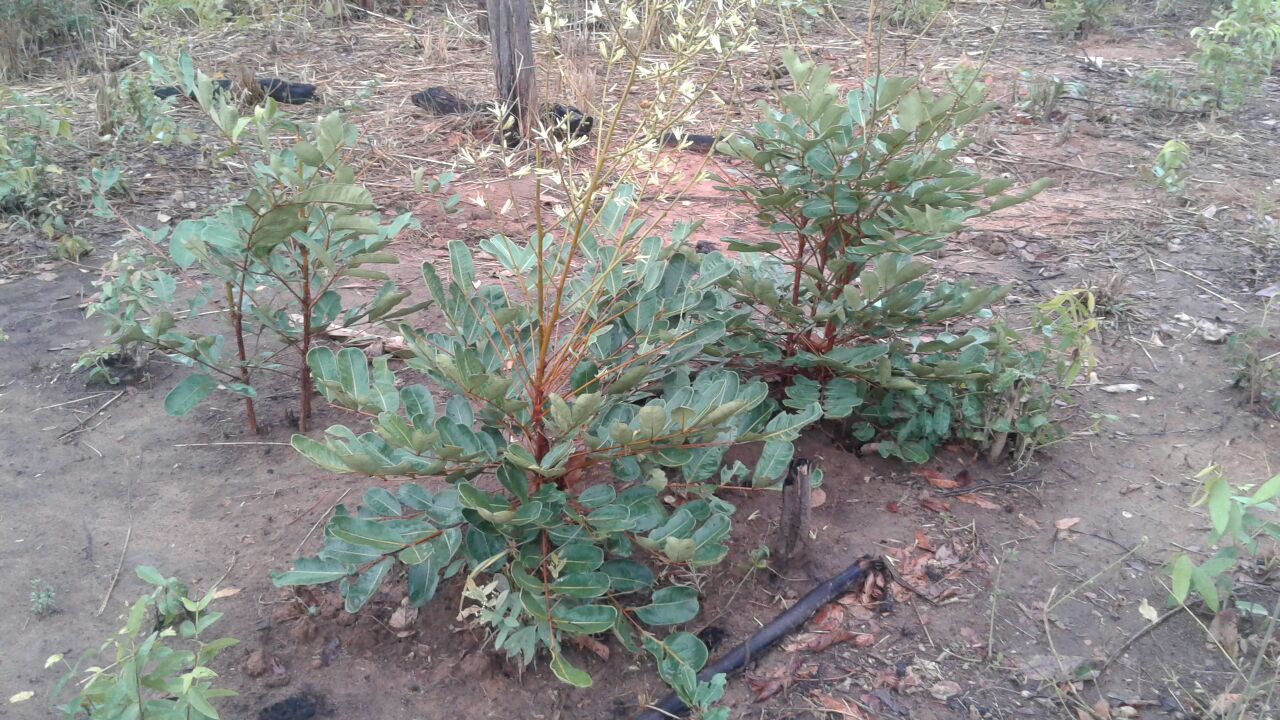 Comunidade Quilombola Kalunga do Mimoso