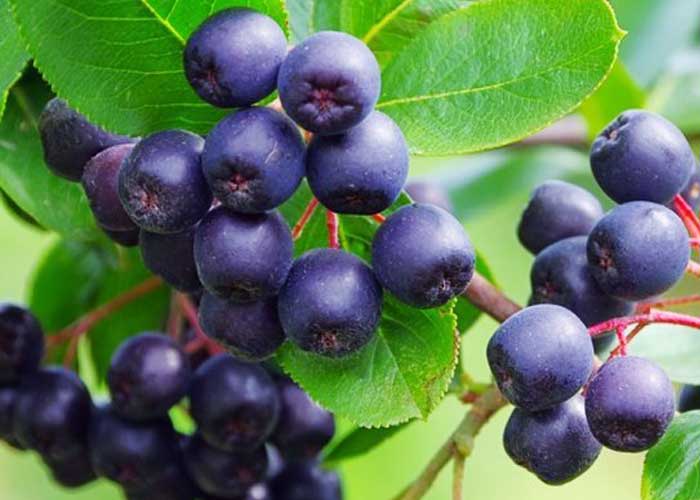 Acai Berry Benefits To Health | ArticleHealth