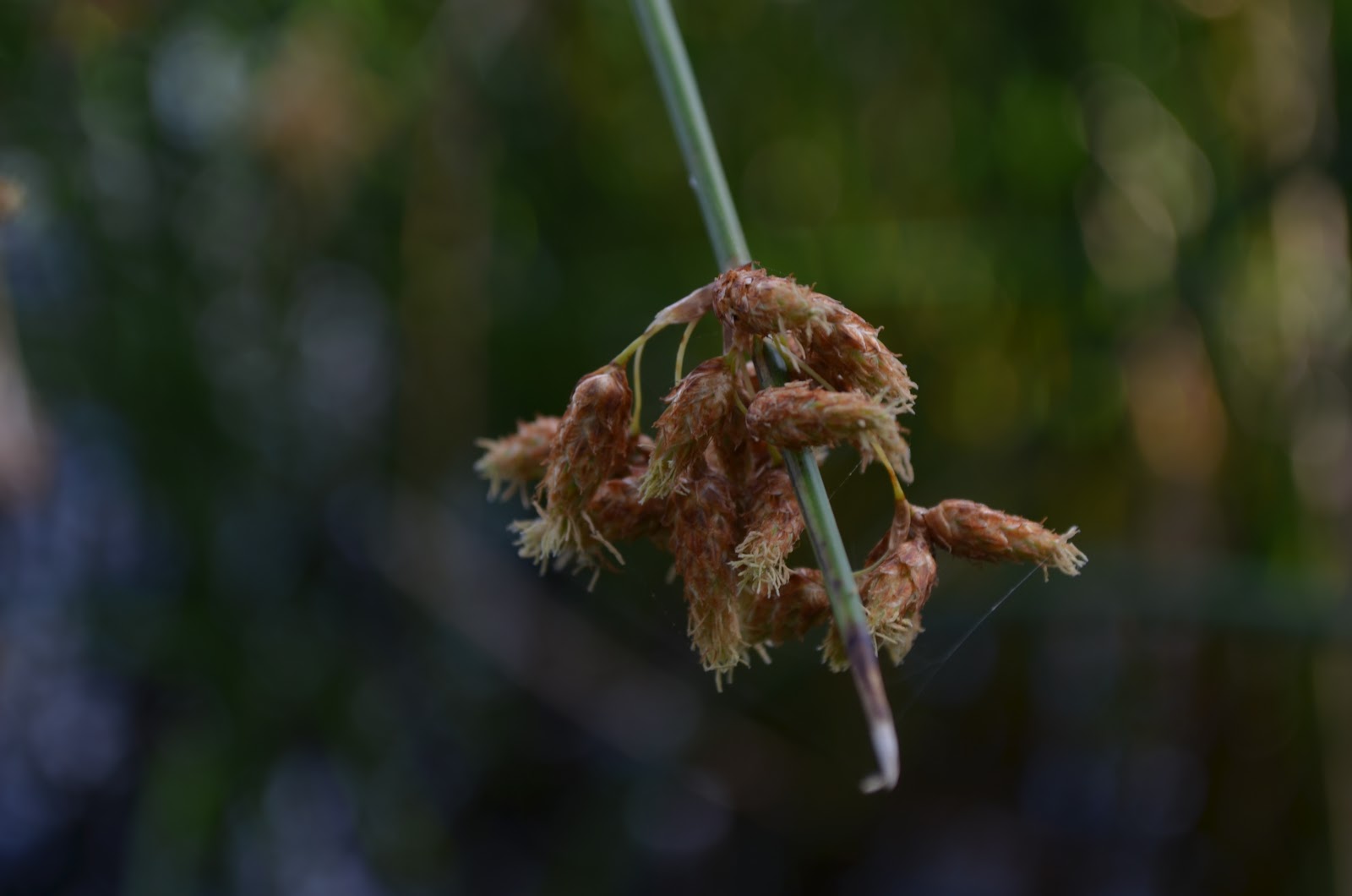Biodiversity in Saipan - Salvi Villanueva & Patrick Llaban: Susupe Lake!
