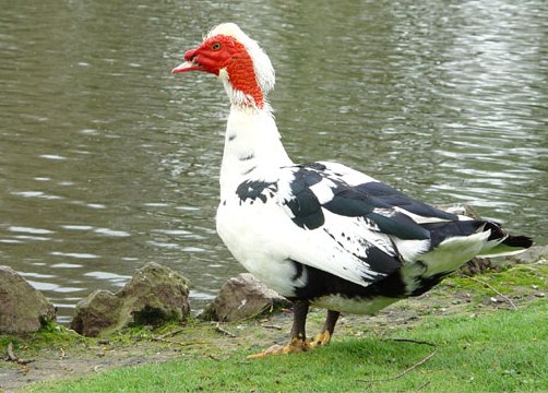 Fauna de Guatemala: ¡Cuack! De las aves más bellas