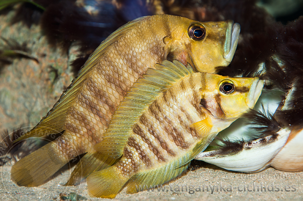 Tanganyika-Cichlids: Altolamprologus compressiceps Chaitika