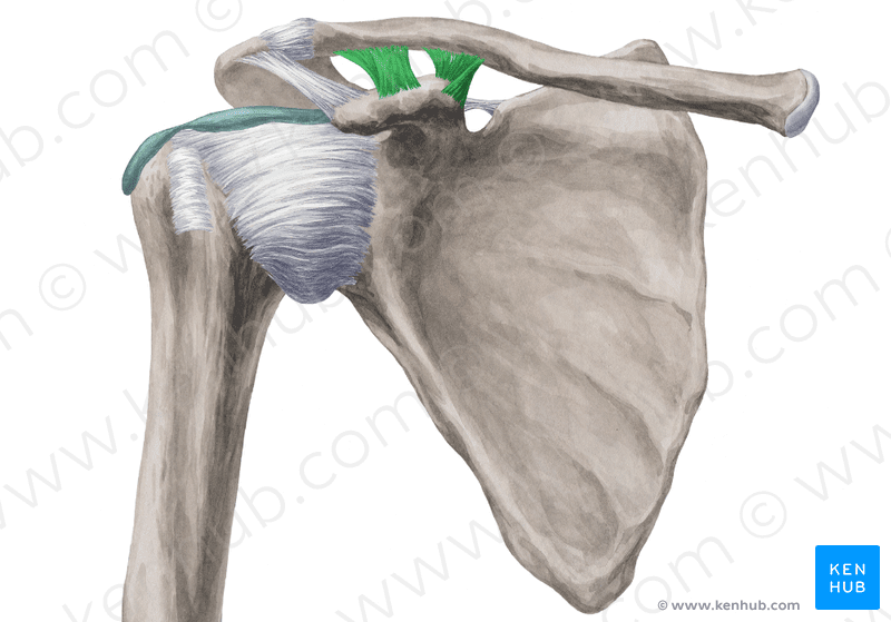 coracoclavicular ligament