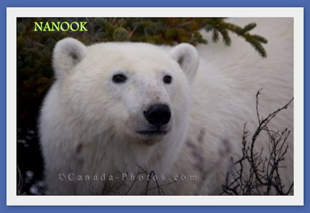 Wandering Brook: Nanook Polar Bear Cubs