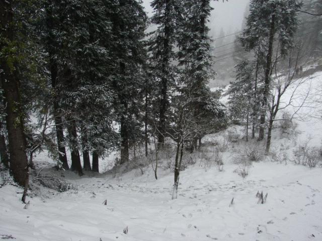 Beautiful Snowfall | Real Snowfall HD Desktop wallpapers | Snowfall in ...