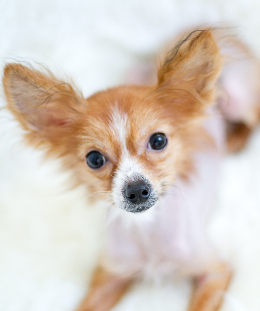 Villa14: Kinesisk Nakenhund / Chinese Crested Dog